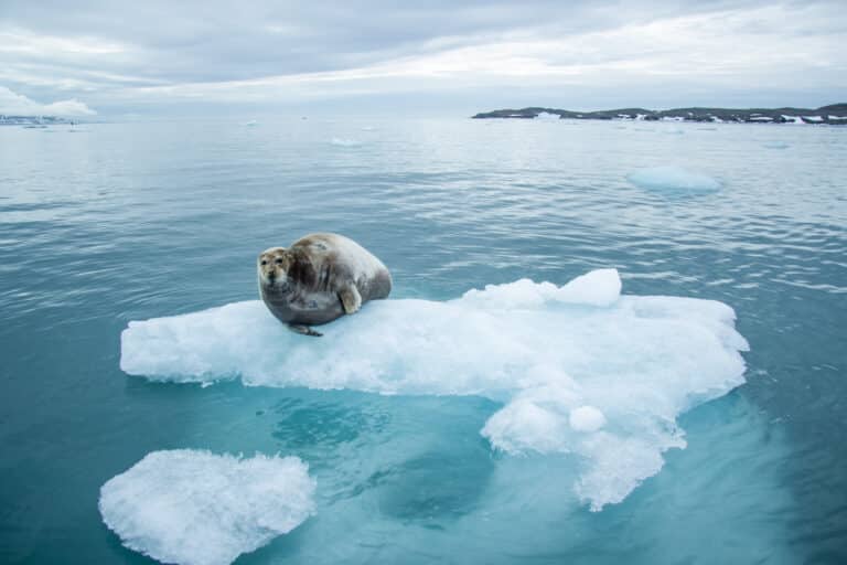 Fifty Shades of Snow in Greenland: the Inuits Have indeed 50 Words for ...